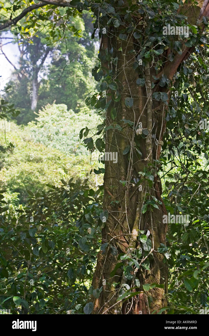 Tree trunk with vines, Corcovado Costa Rica Stock Photo - Alamy