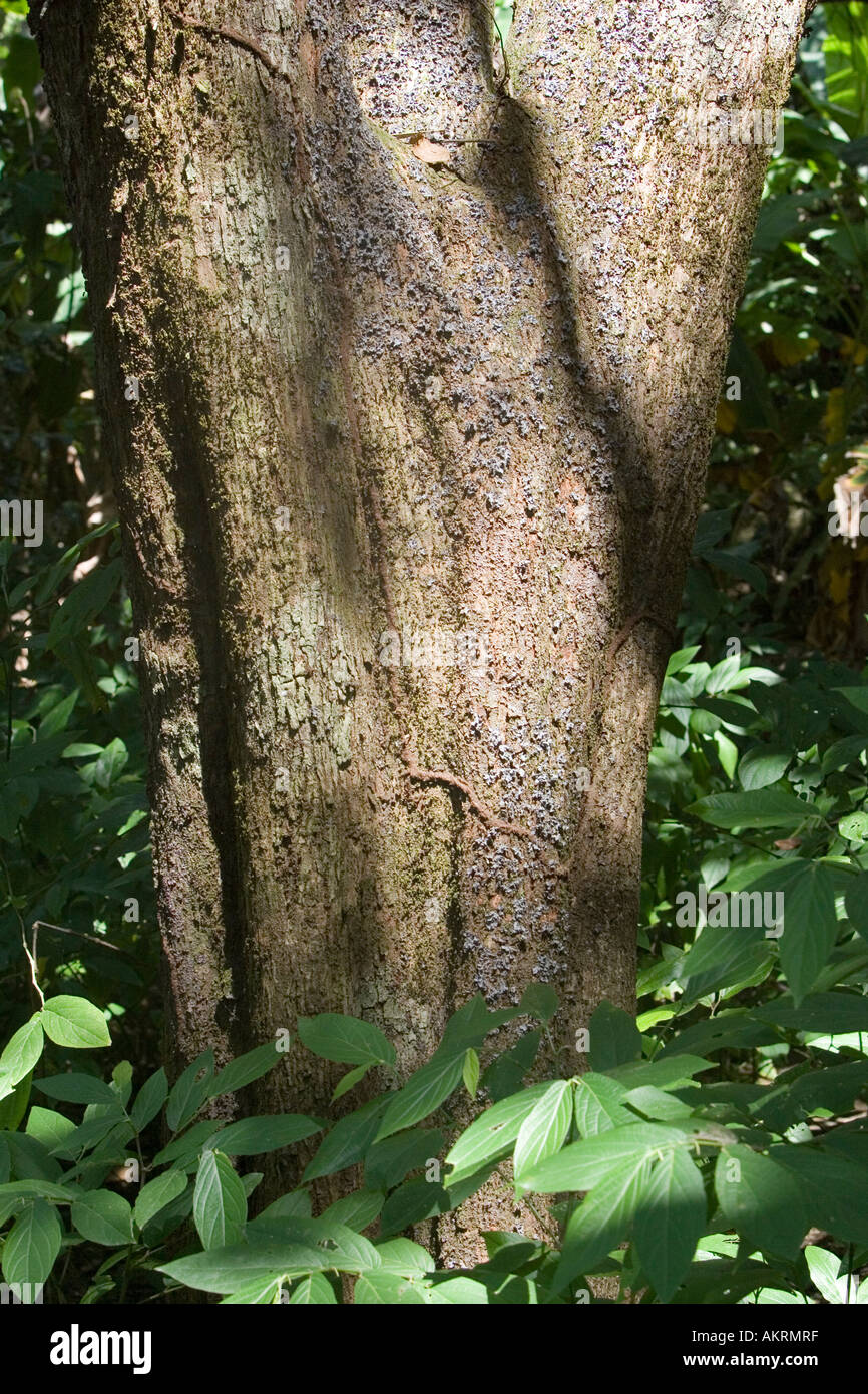 Corcovado national park osa peninsula tree trunk hi-res stock ...