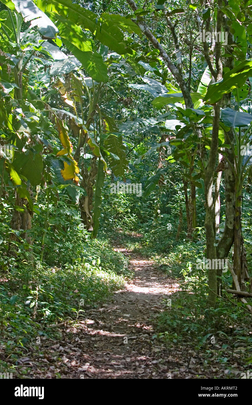 Jungle Trail, Corcovado National Park, Costa Rica Stock Photo - Alamy