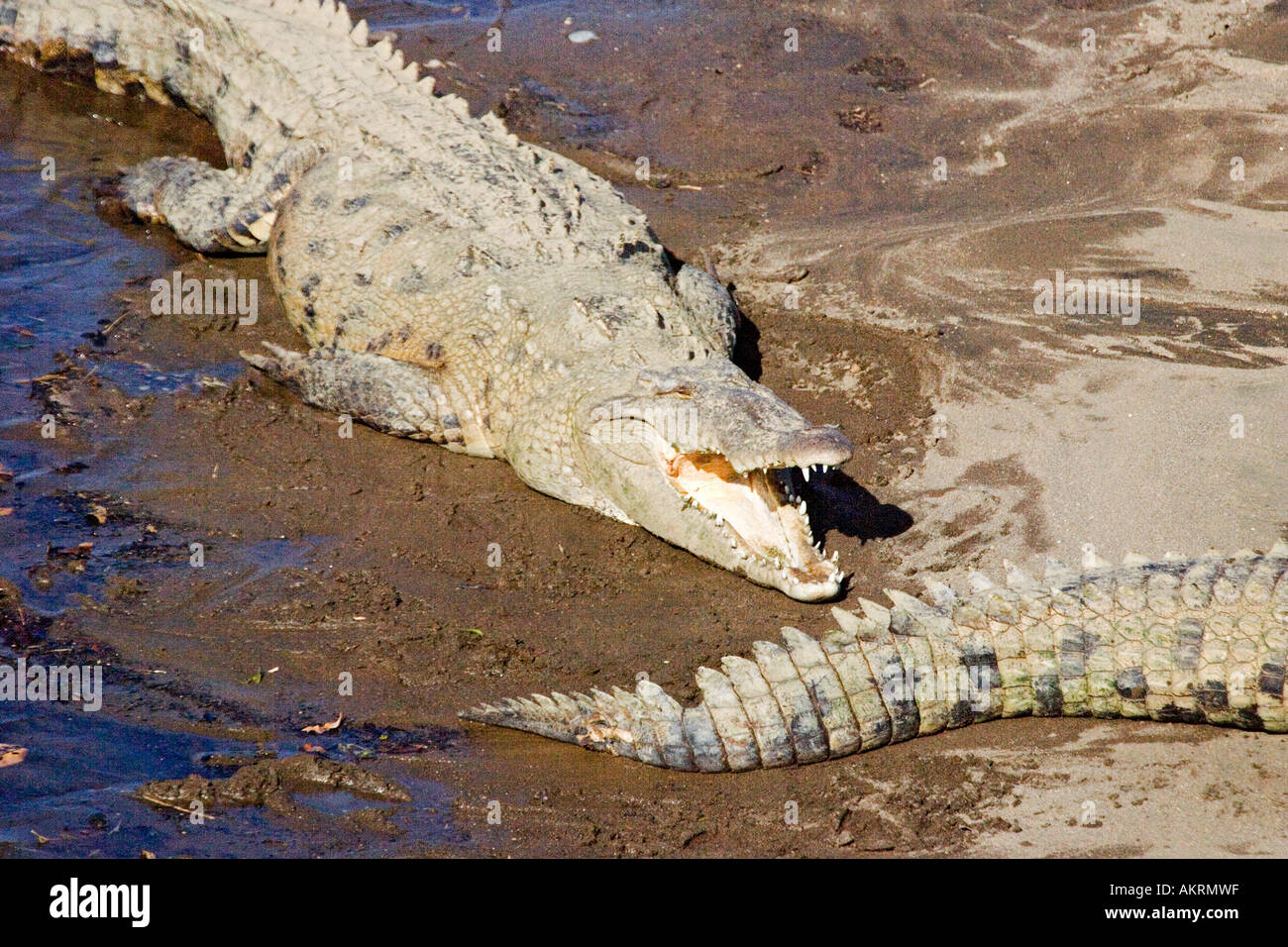 Crocodiles, Tempisque River, Costa Rica Stock Photo - Alamy