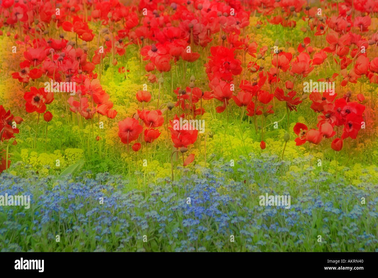 Red and blue small flowers hi-res stock photography and images - Alamy
