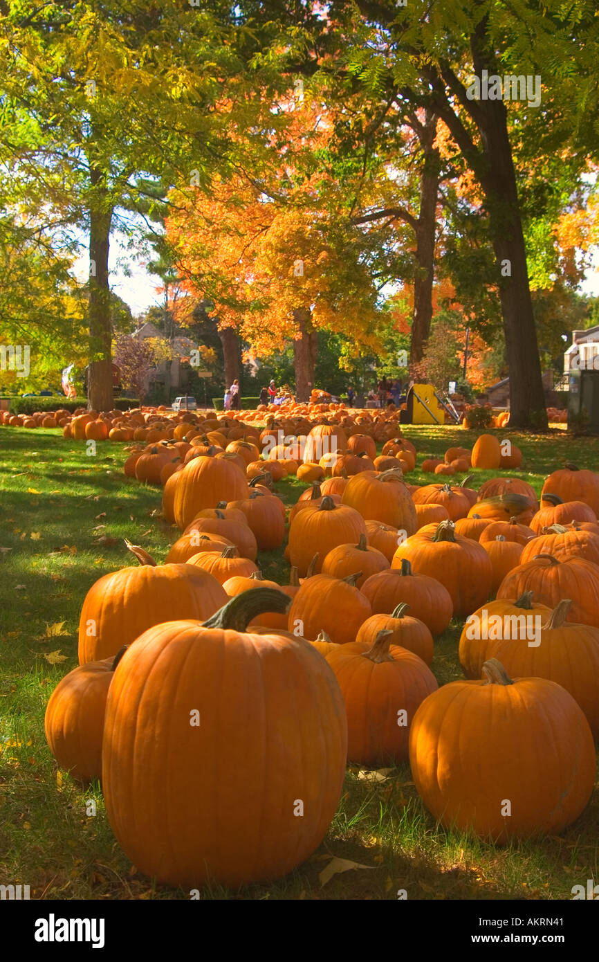 Pumpkins And Fall Trees 403 Pumpkin Tree Stump Stock Photos Free