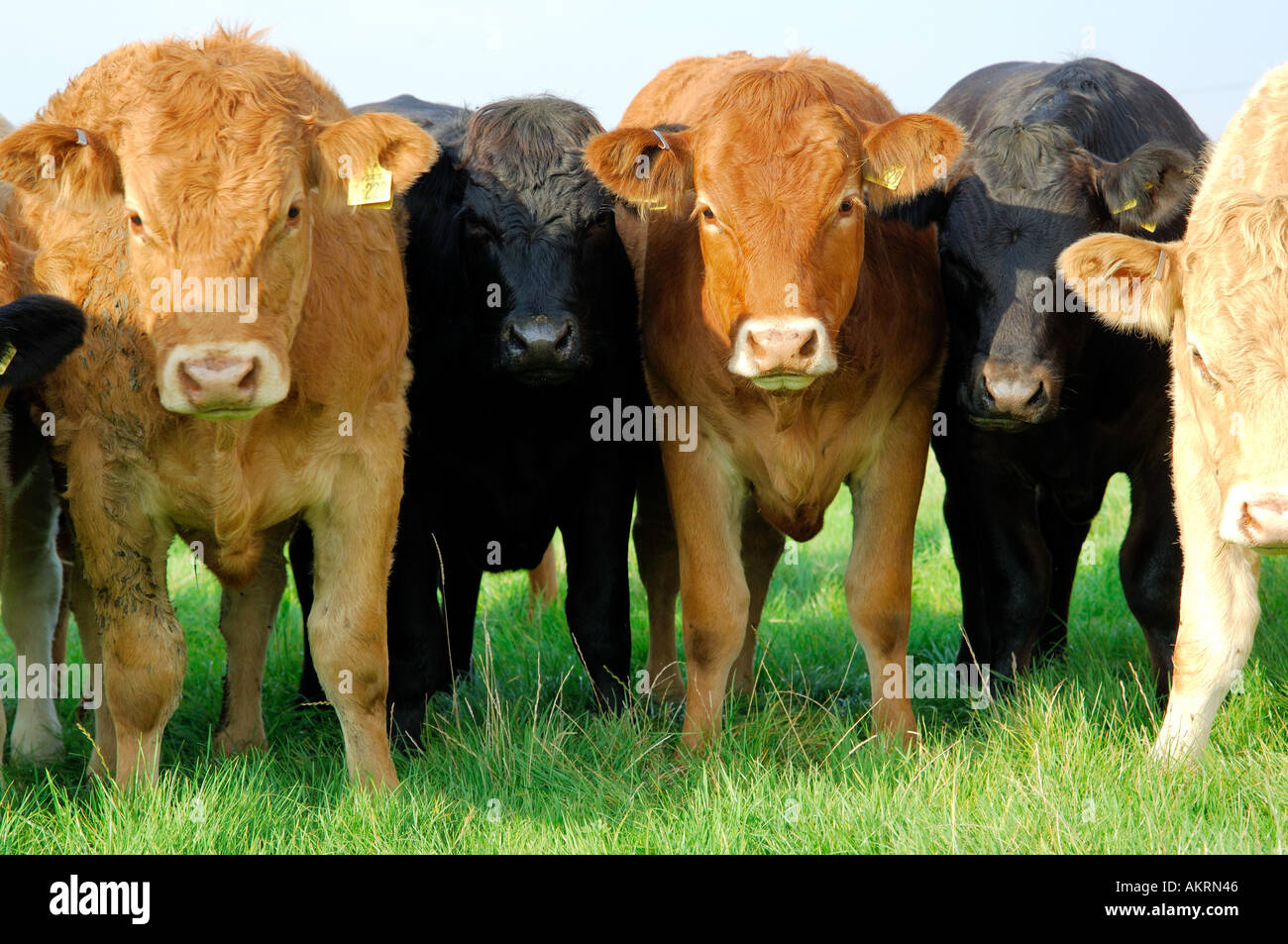 Young bullocks hi-res stock photography and images - Alamy