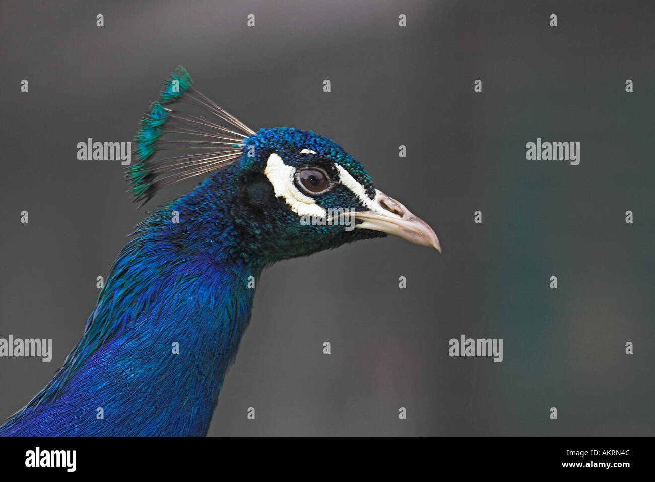 peacock s head Stock Photo - Alamy