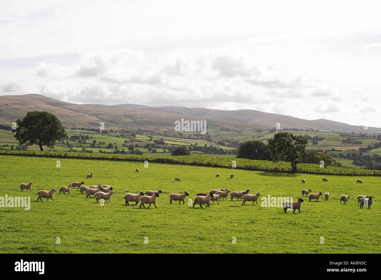 Sheep uk fields huge flock hi-res stock photography and images - Alamy