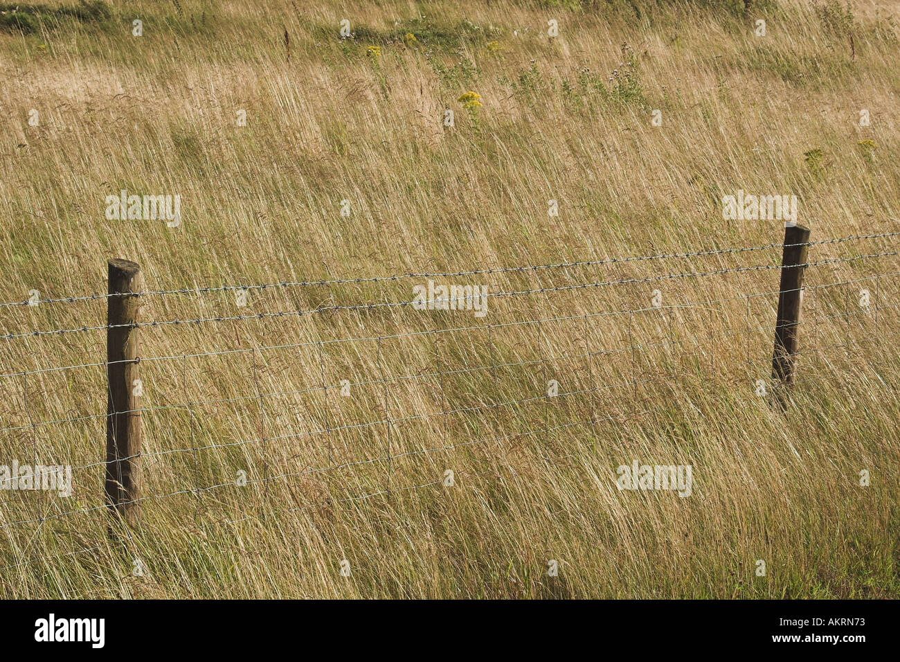 fence in the long grass Stock Photo - Alamy