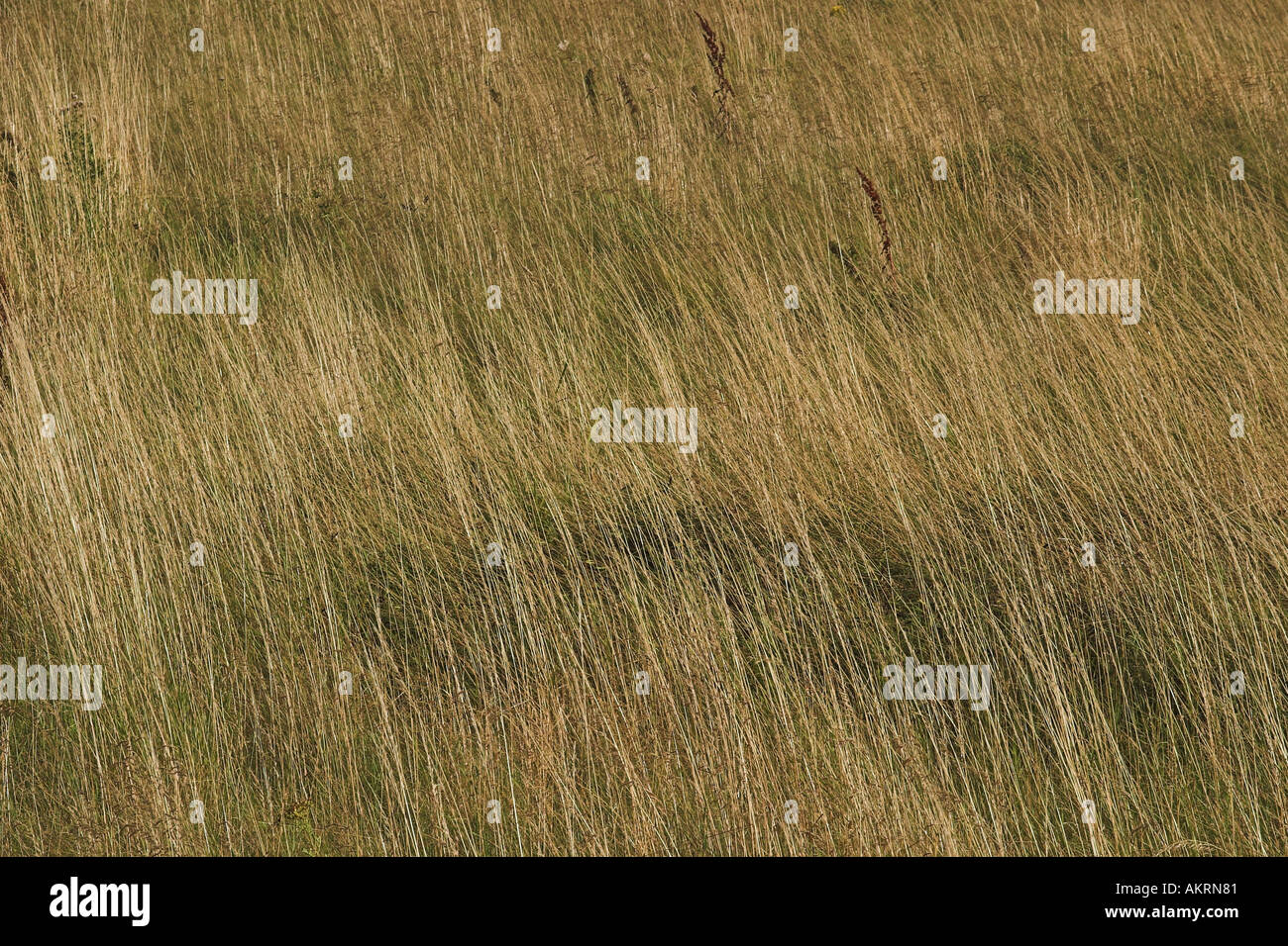 Mown short grass hi-res stock photography and images - Alamy