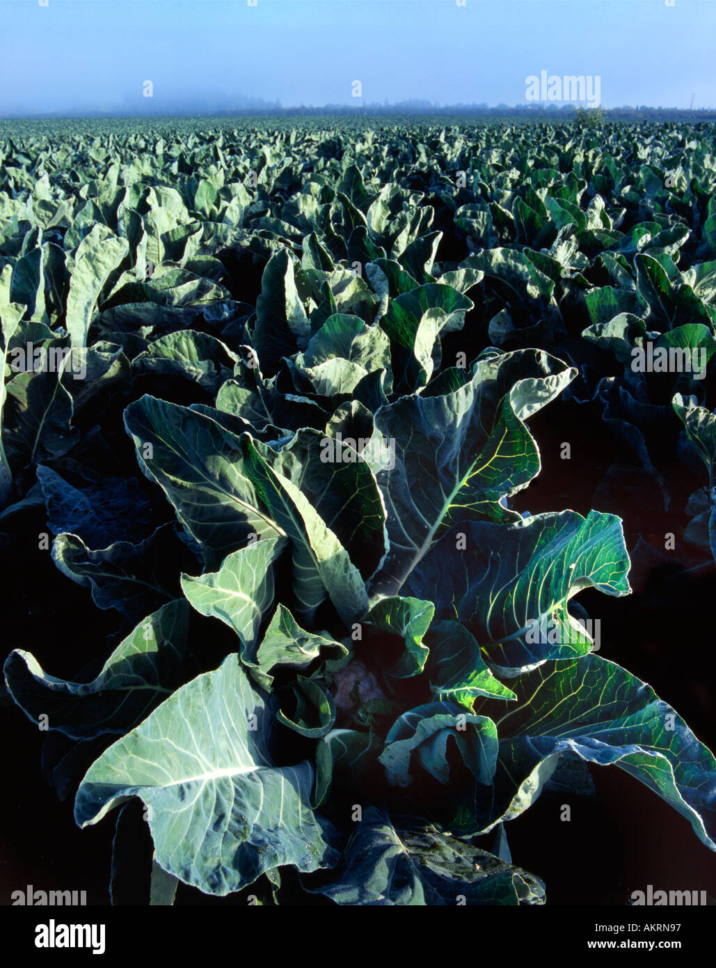 Cauliflower field hi-res stock photography and images - Alamy
