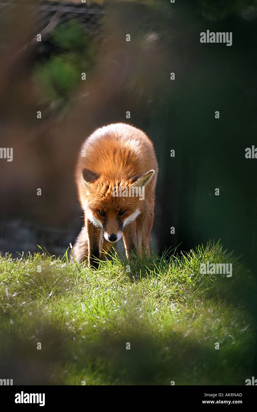 red fox looking Stock Photo - Alamy