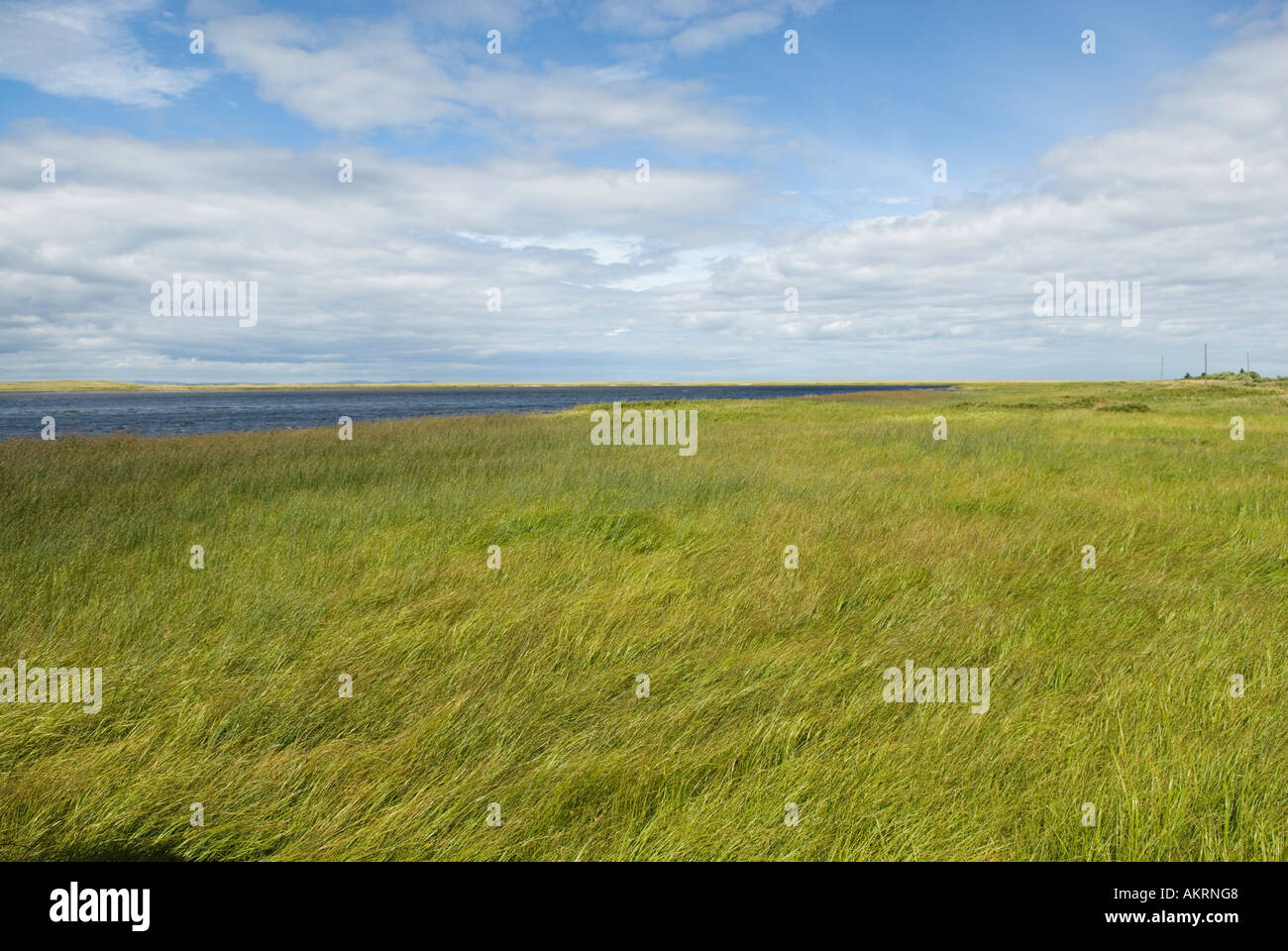 Stock image of marsh grass on Miscou Island in New Brunswick Stock ...