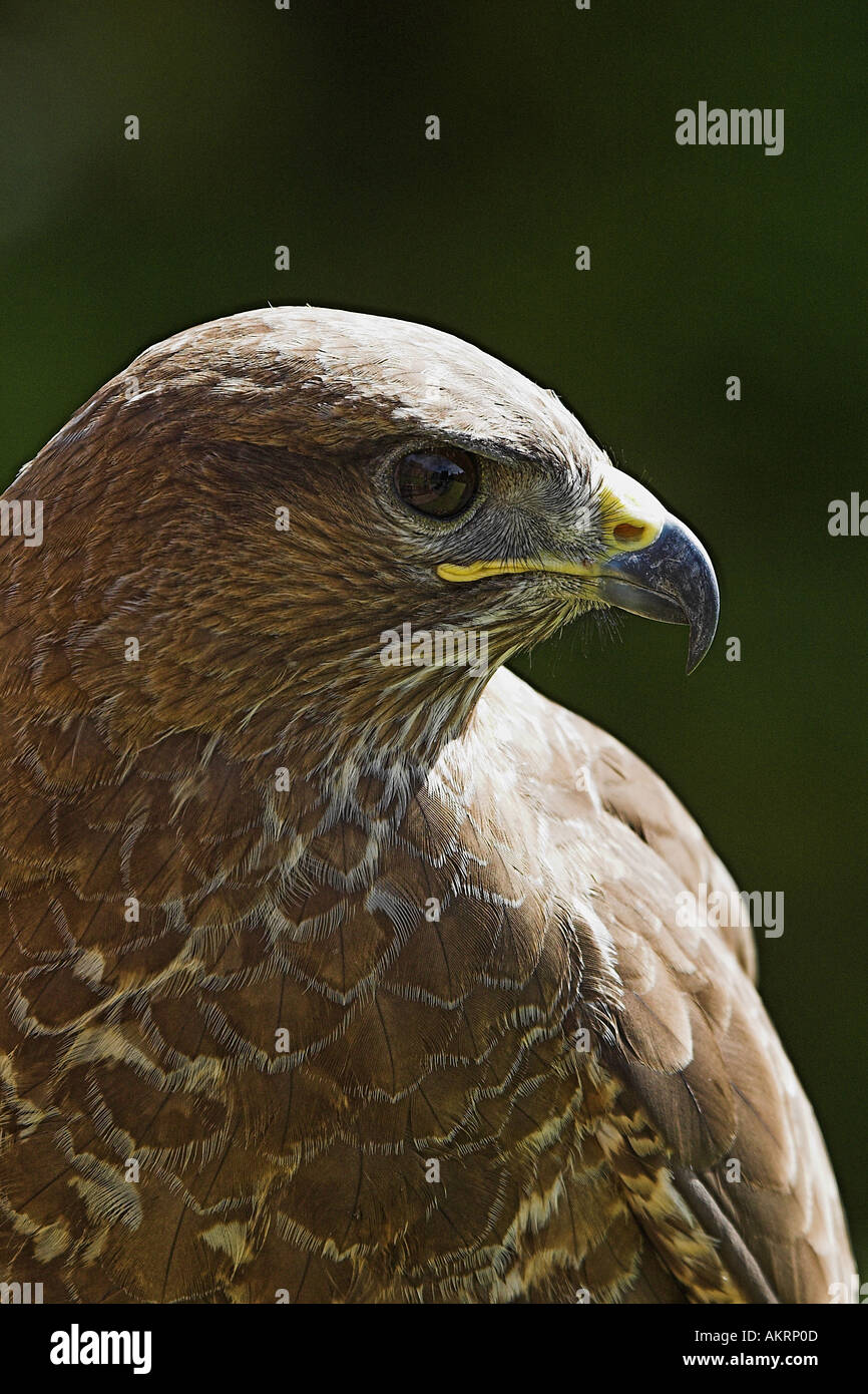 Common buzzard flying above hi-res stock photography and images - Alamy