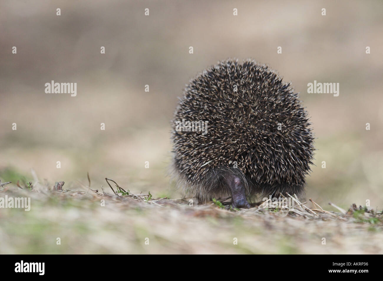 hedgehog walking away Stock Photo - Alamy
