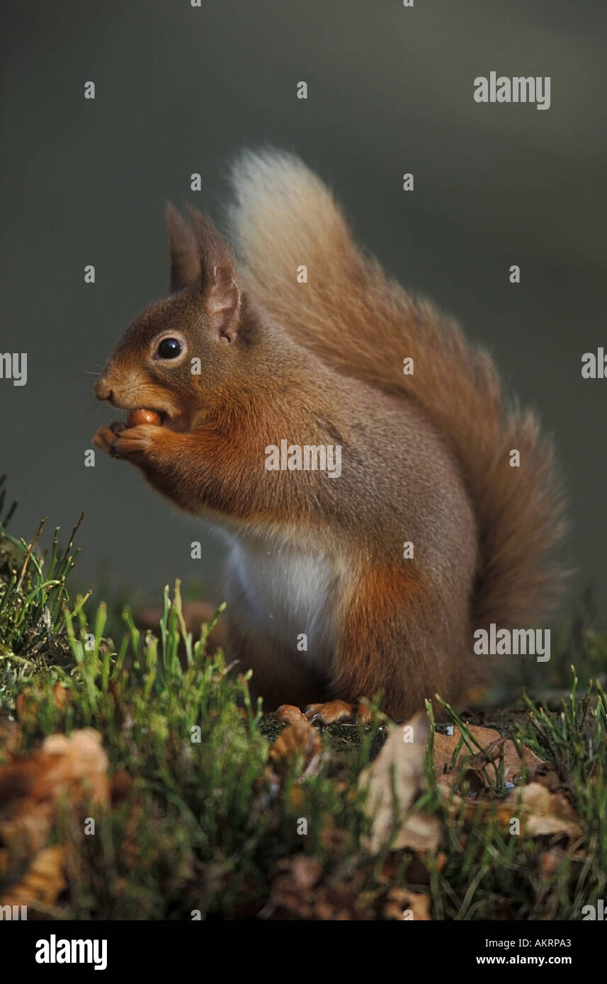 red squirrel sitting scotland Stock Photo - Alamy