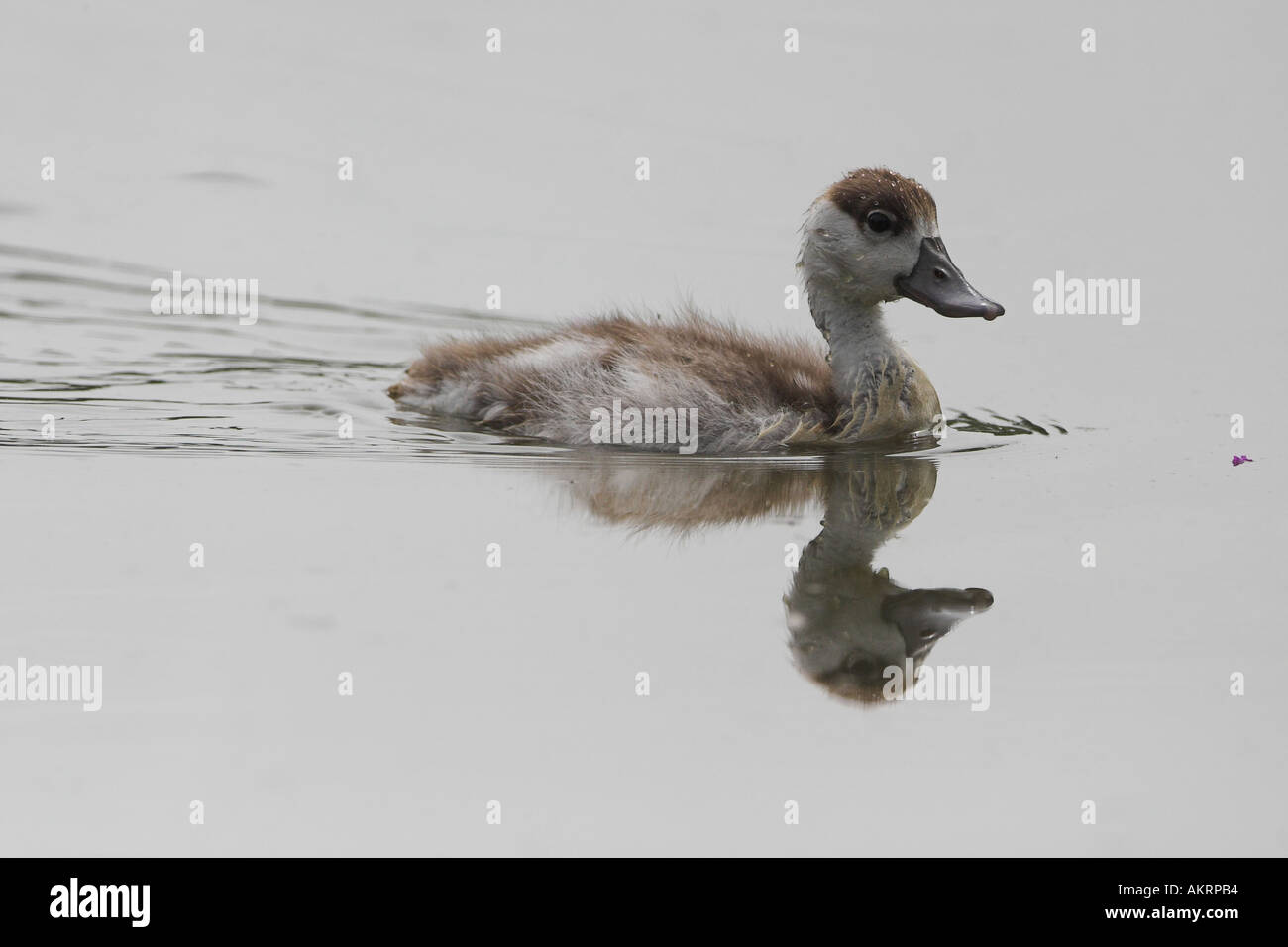 Shelduck chick uk hi-res stock photography and images - Alamy