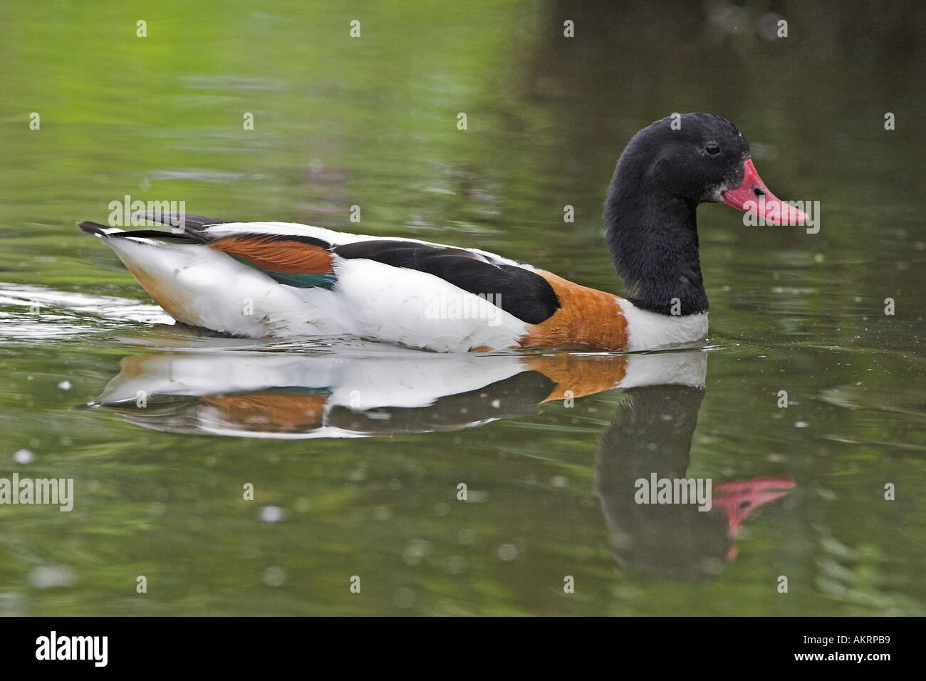 Burrow duck hi-res stock photography and images - Alamy