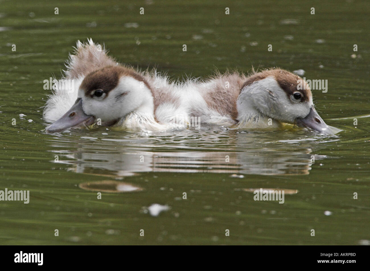 Shelduck chick uk hi-res stock photography and images - Alamy