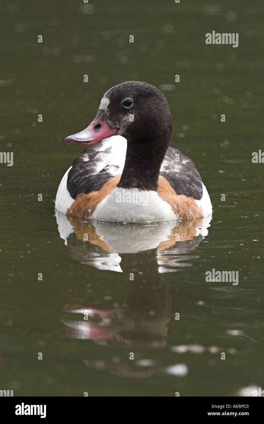 Burrow duck hi-res stock photography and images - Alamy
