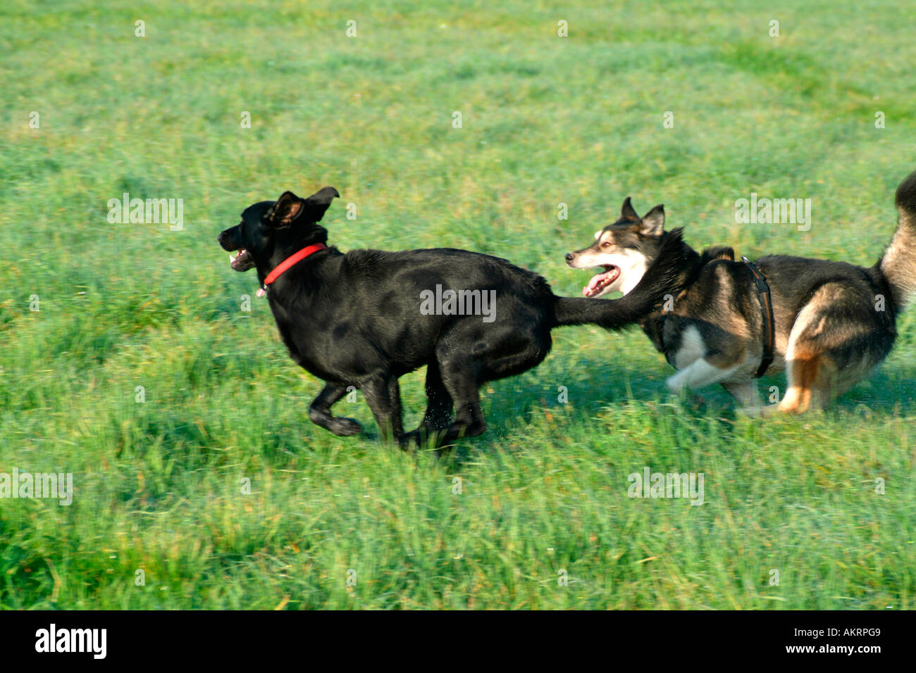 two hybrid dogs running together on a meadow black Labrador Border ...