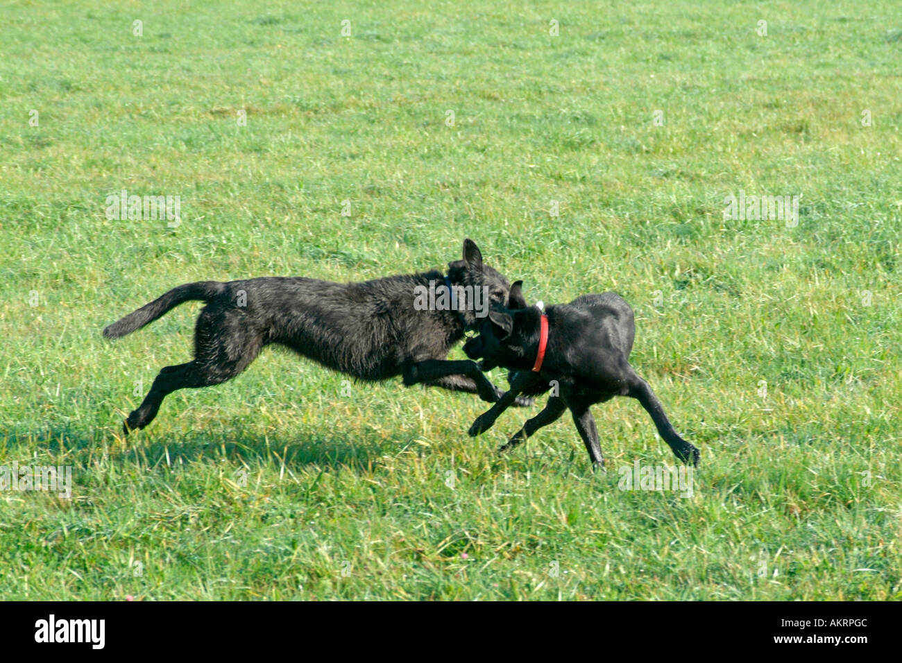 two hybrid dogs playing together on a meadow black Labrador Border ...