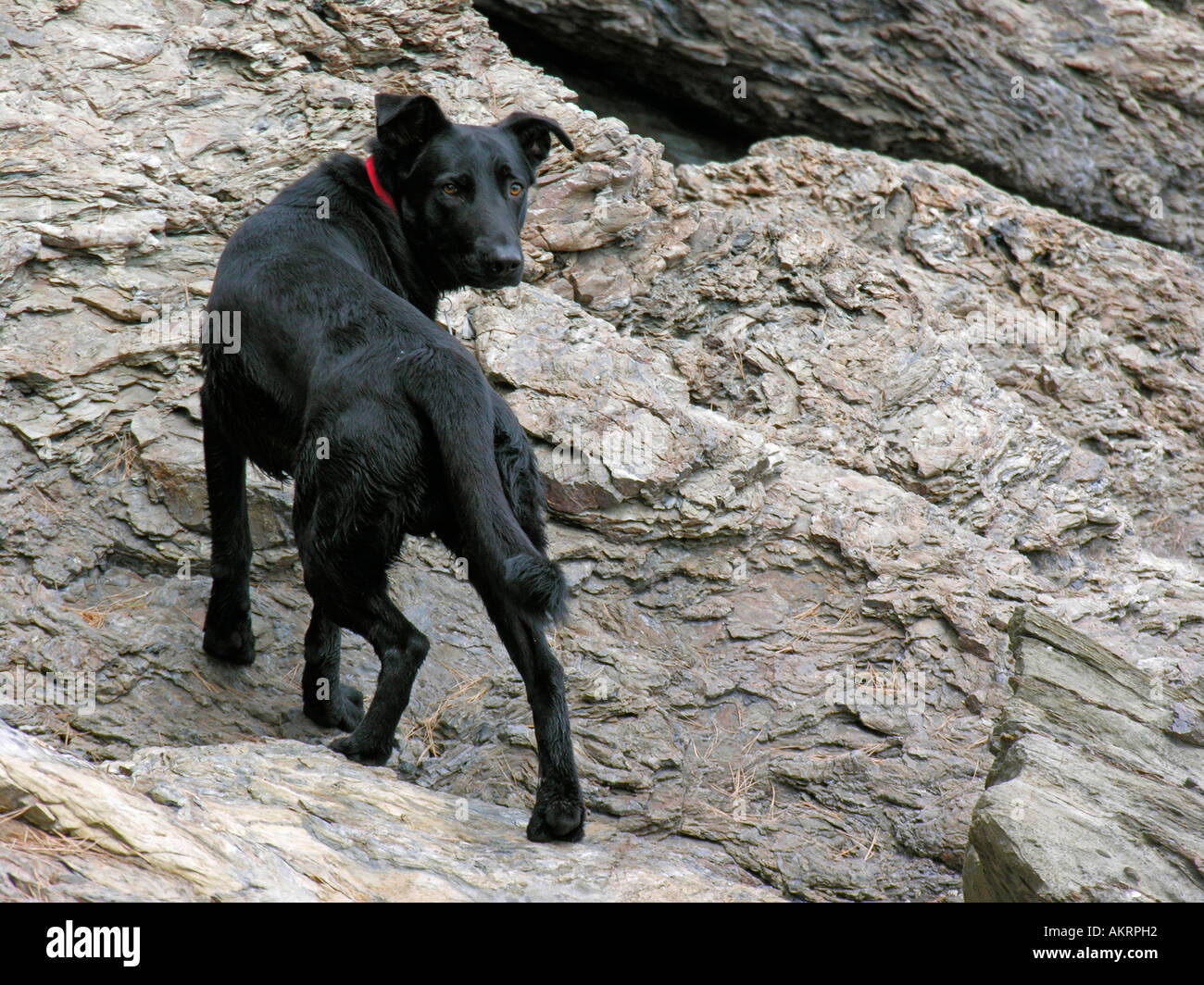 black hybrid dog Labrador Border Collie mix climbing on rocks Stock ...