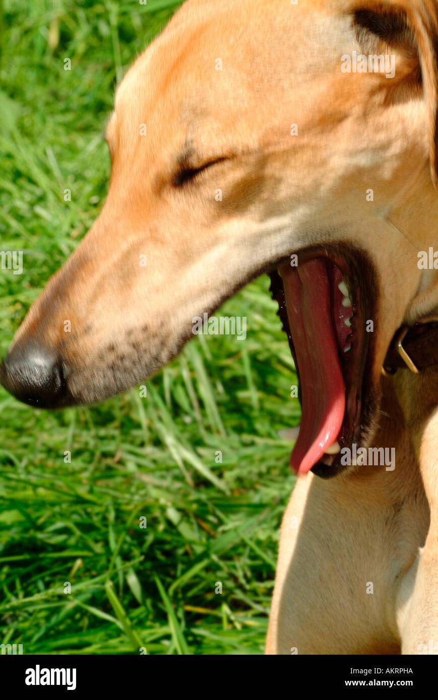 Dog gaping hi-res stock photography and images - Alamy