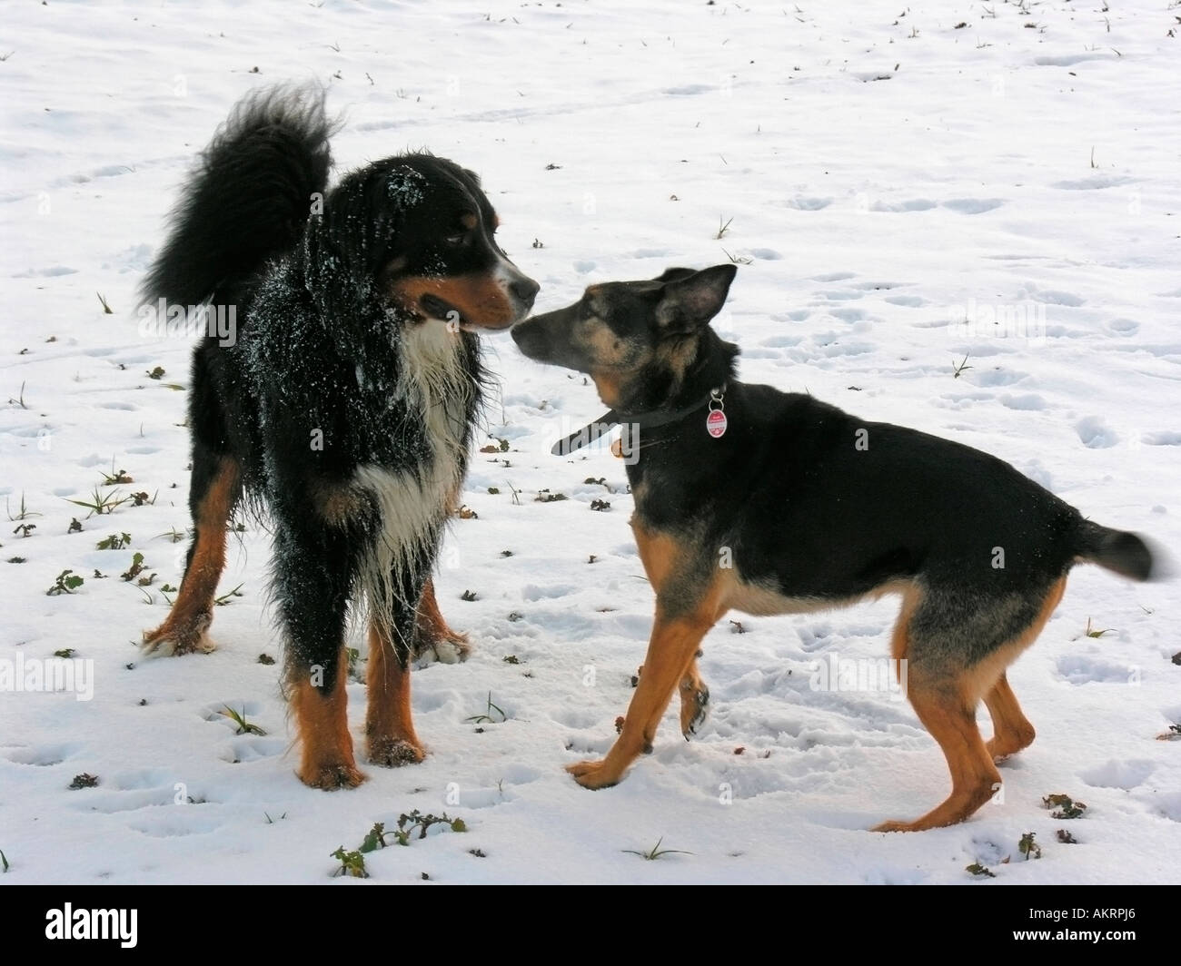 two dogs meeting in snow snuffling each other hybrid dog and Berner ...