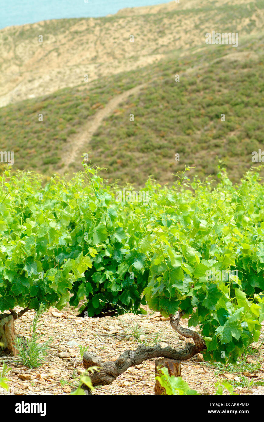 vineyard with grapevines in stone ground in southern France Languedoc ...