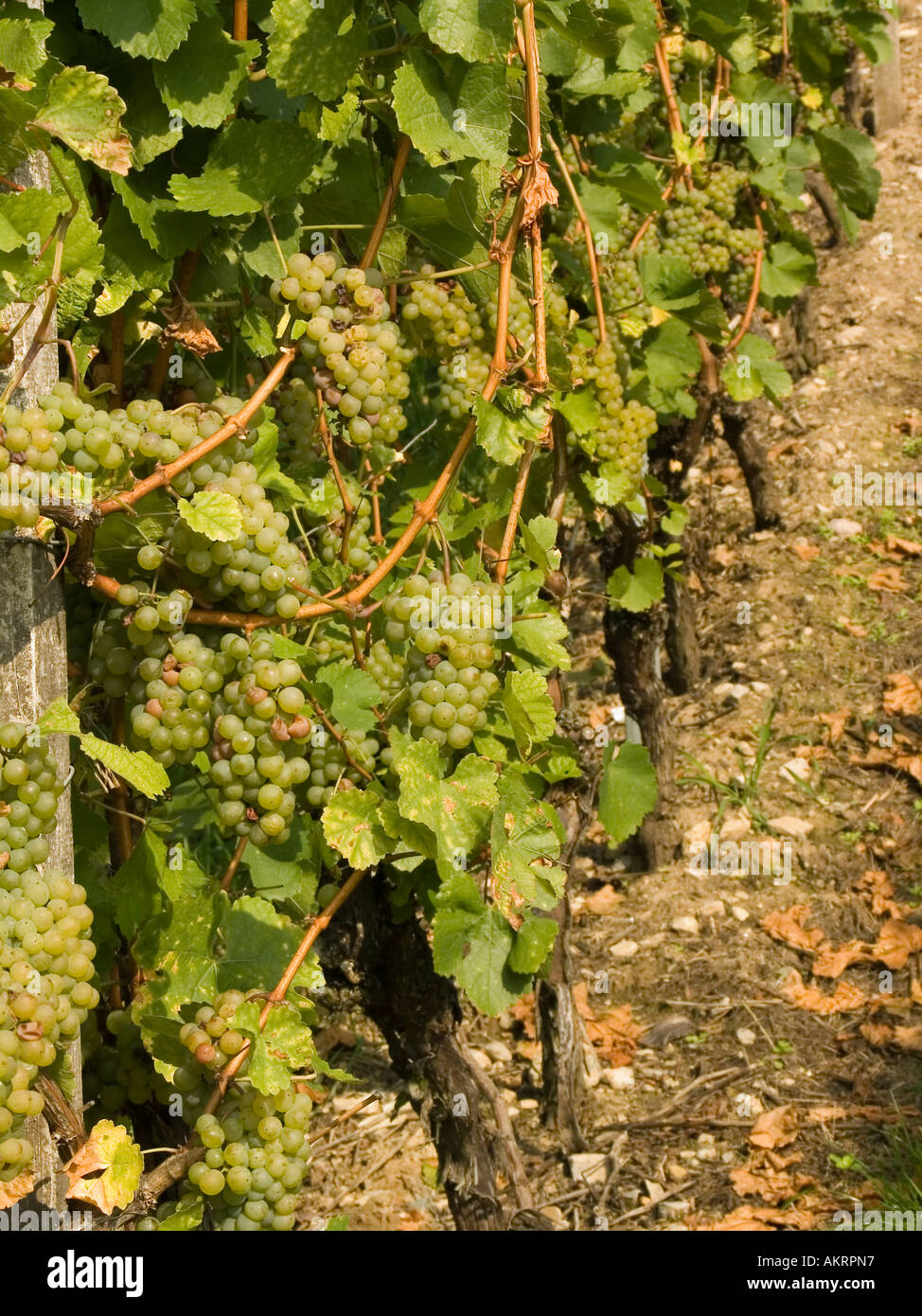 ripe grapes in a vineyard in Mainfranken Franconia at the river Main in ...