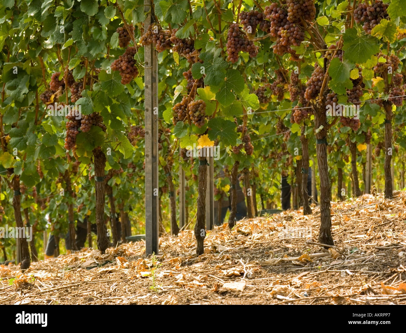 ripe grapes in a vineyard in Mainfranken Franconia at the river Main in ...