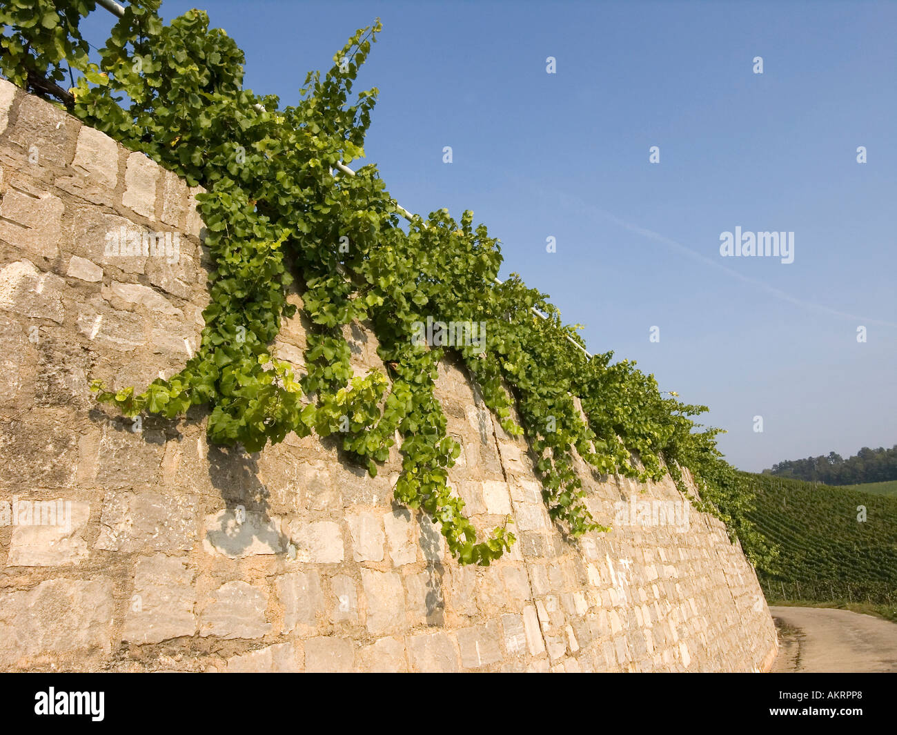 terrace cultivation of grapevines on vineyard in Mainfranken Franconia ...