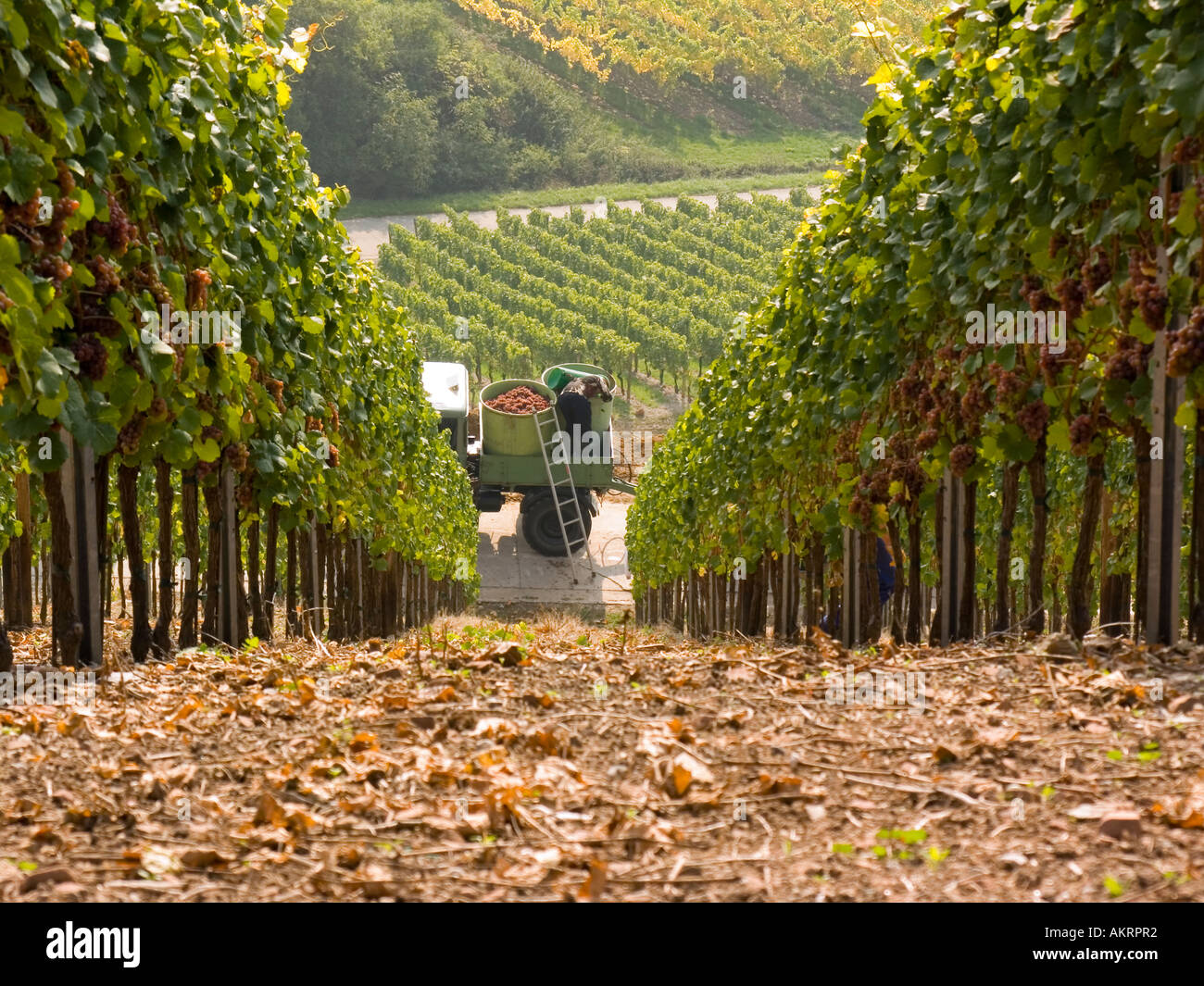 grape harvest vintage in a vineyard in Franconia at the river Main near ...