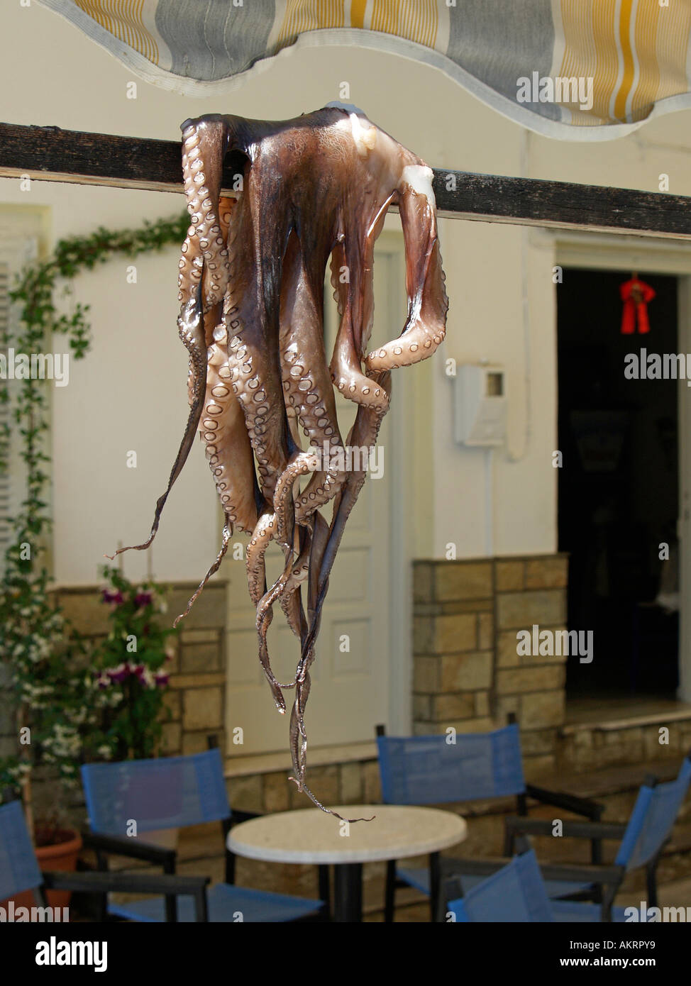 cuttlefish hanging on a line in front of a fish restaurant in the ...