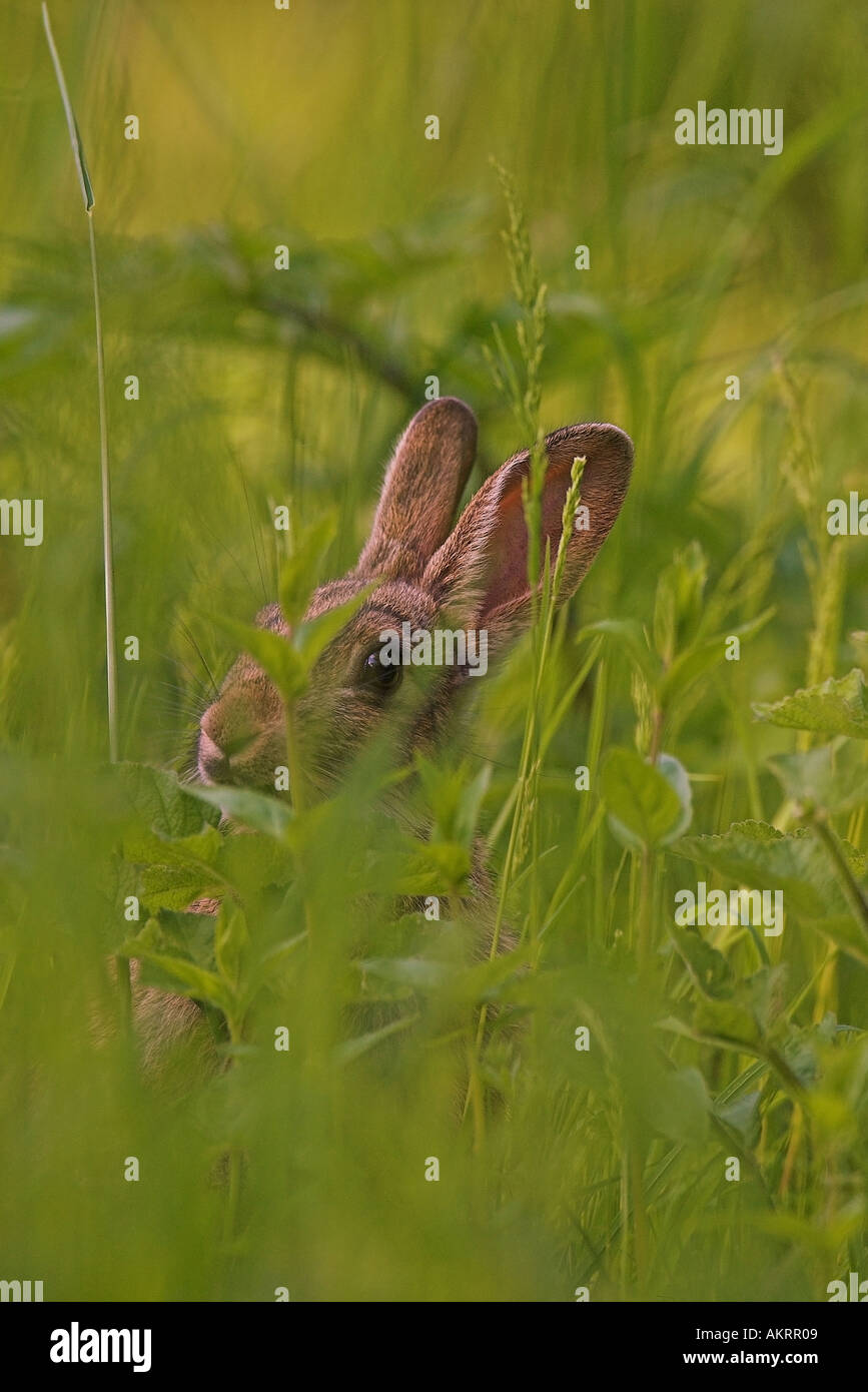 Consumes grass hi-res stock photography and images - Alamy