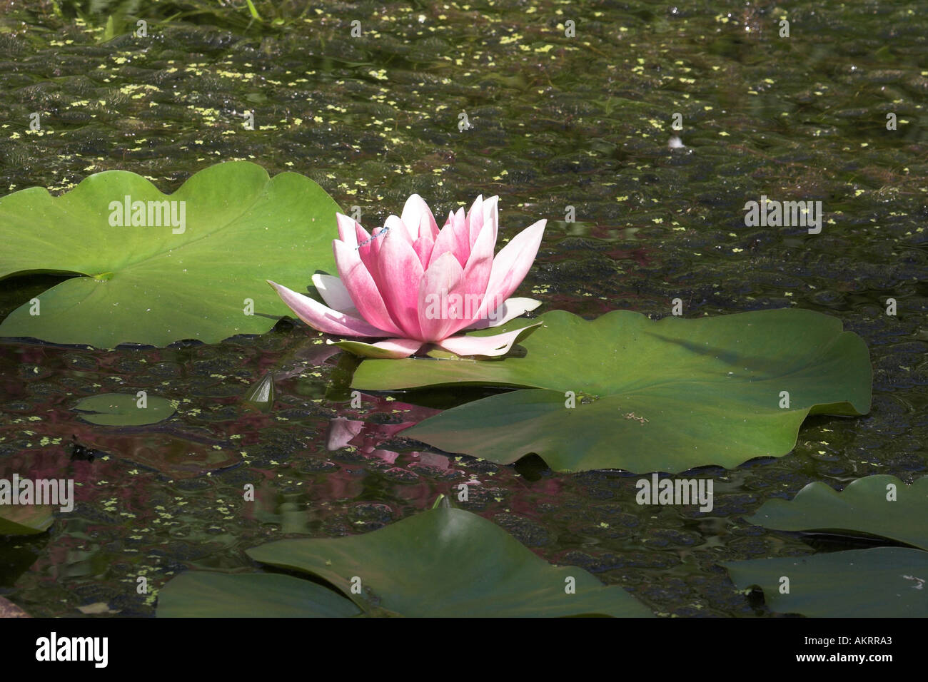Water lily flower pretty plant growing alive hi-res stock photography ...