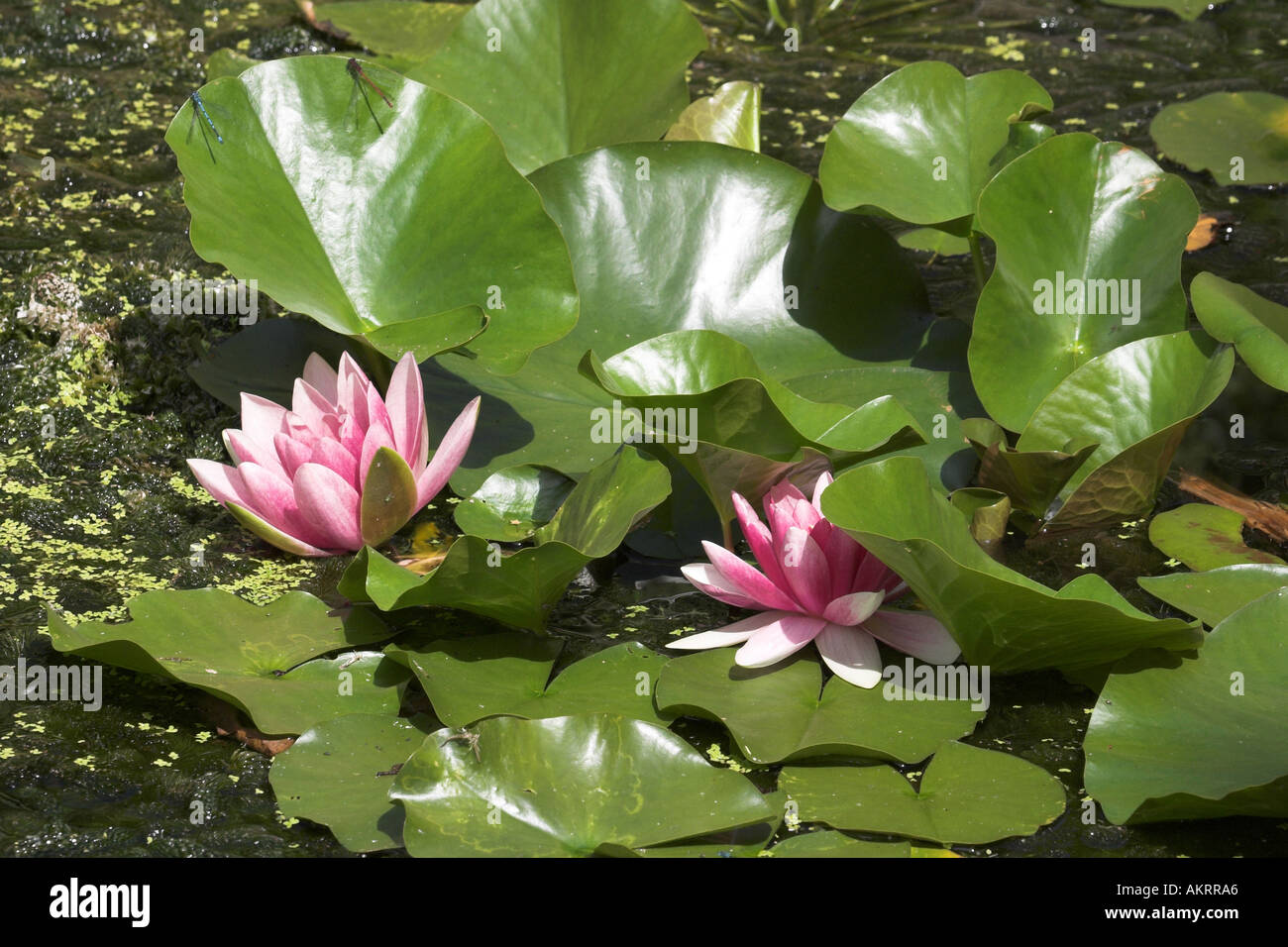 Pretty pink waterlily flowers on hi-res stock photography and images ...