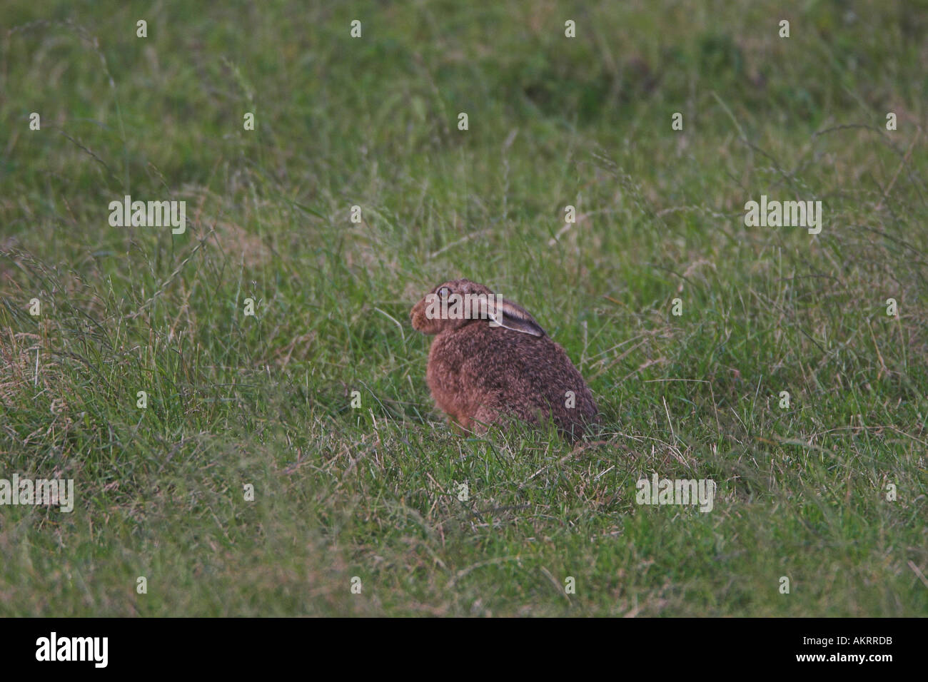 Hare coursing uk hi-res stock photography and images - Alamy