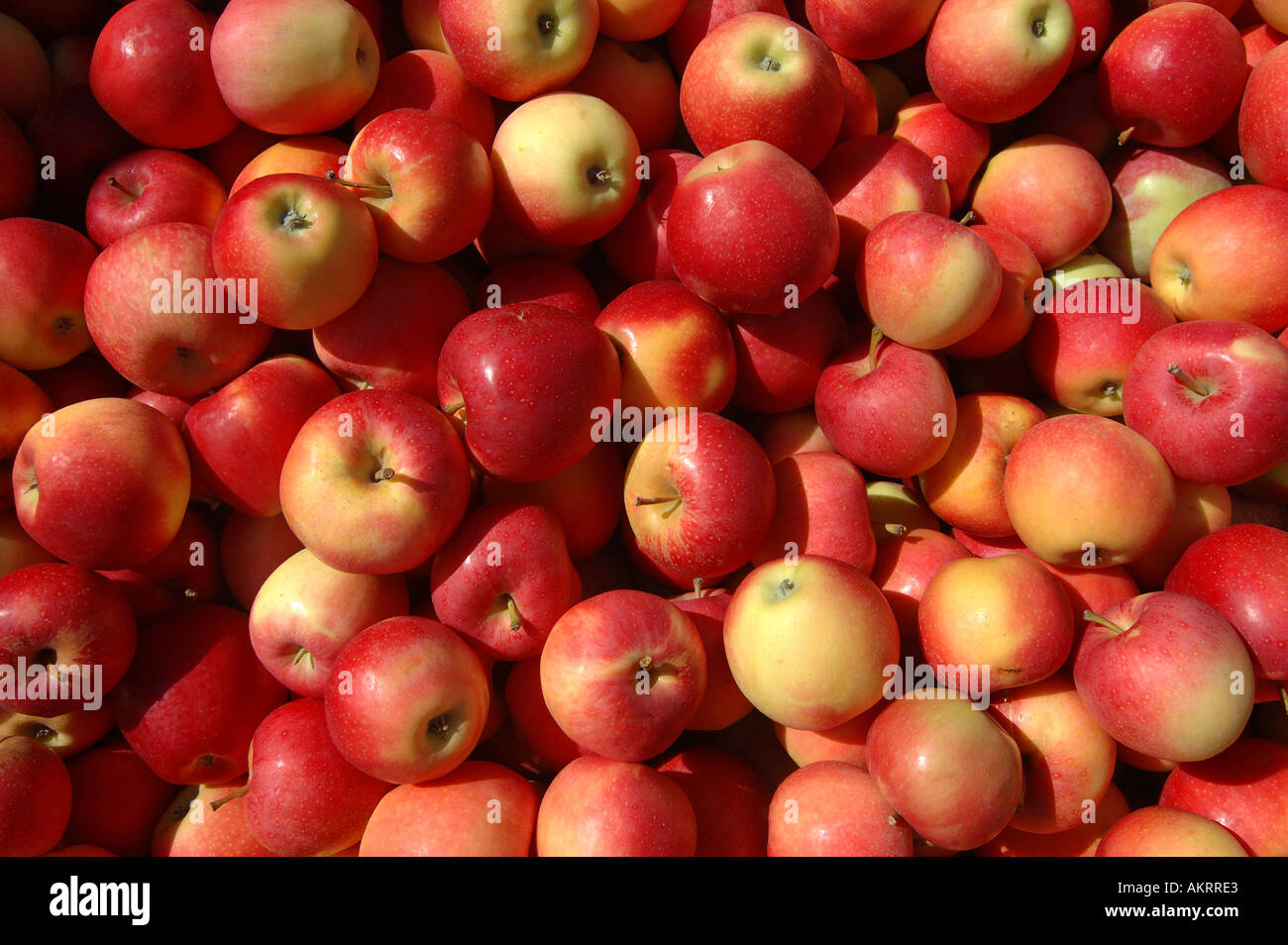 Loose gala apples Stock Photo - Alamy
