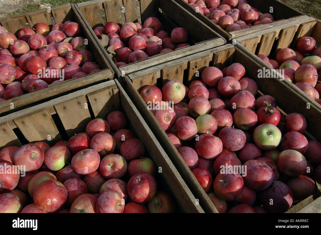 Apples Wisconsin High Resolution Stock Photography and Images - Alamy