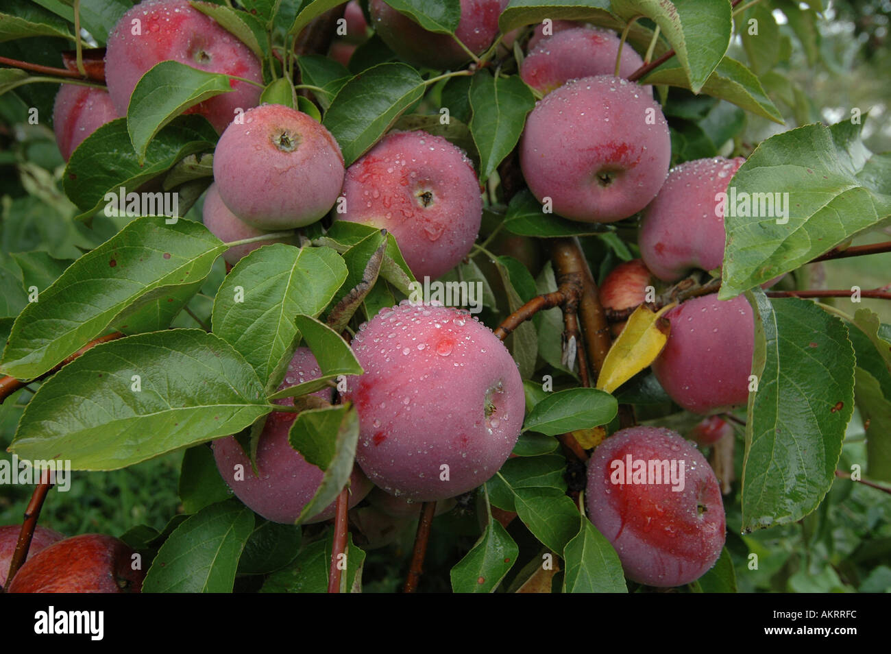 Cortland apples hi-res stock photography and images - Alamy
