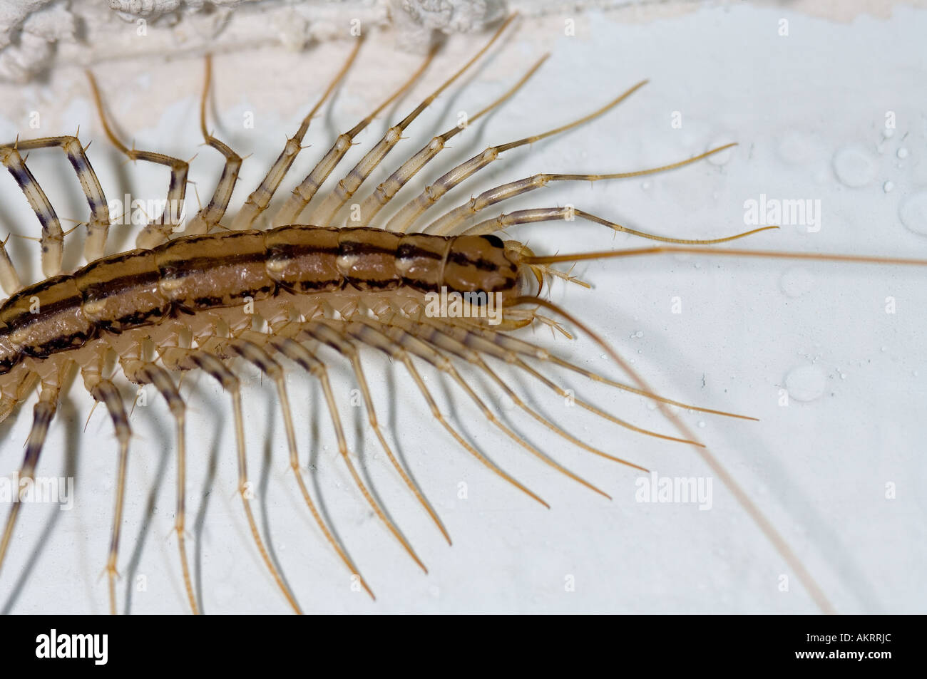 House Centipede Scutigera Coleoptrata Stock Photos & House Centipede ...