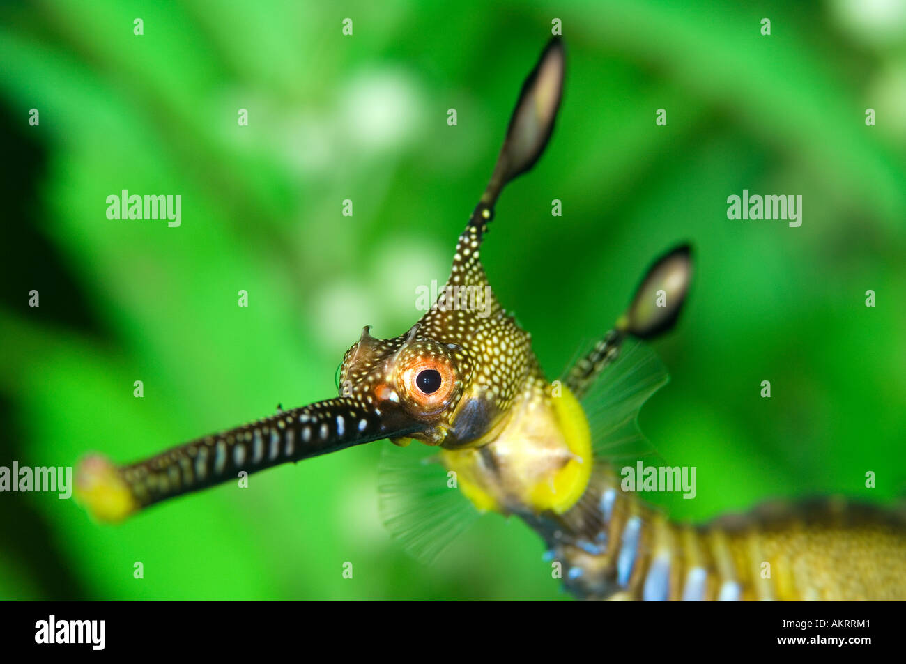 Closeup of a weedy sea dragon Phyllopteryx taeniolatus Stock Photo - Alamy