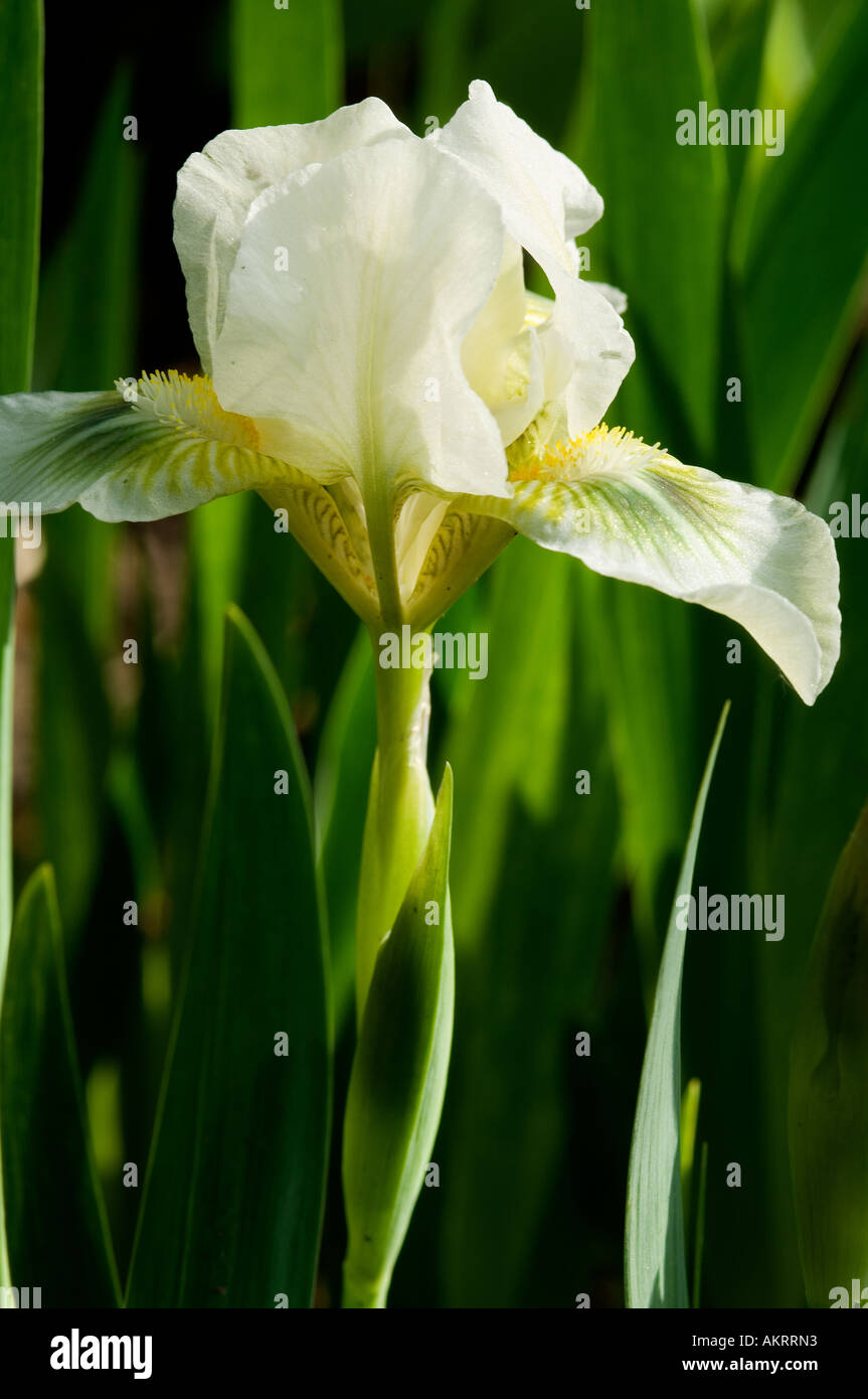 Iris flower portrait hi-res stock photography and images - Alamy