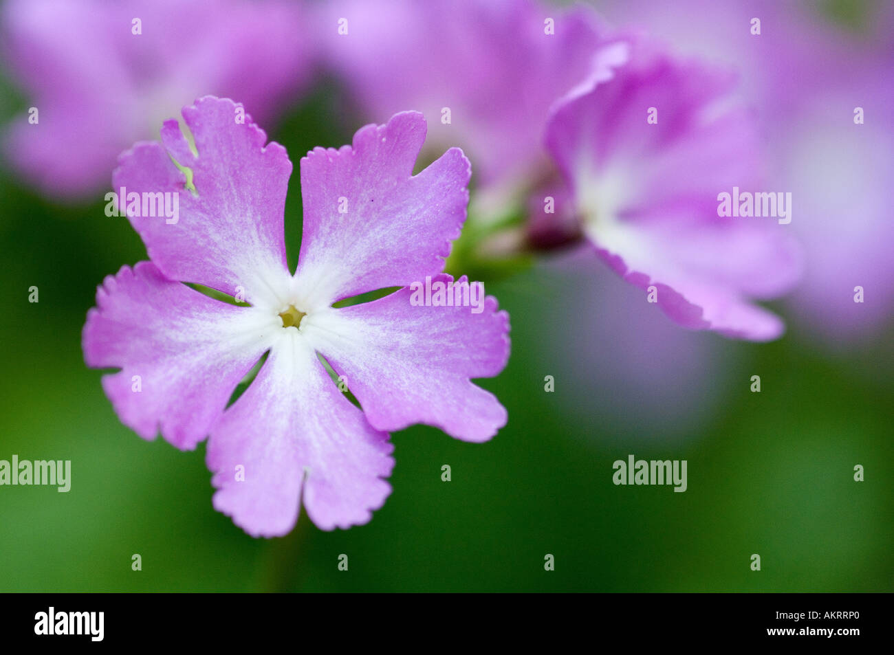 Small and dainty flowers hi-res stock photography and images - Alamy