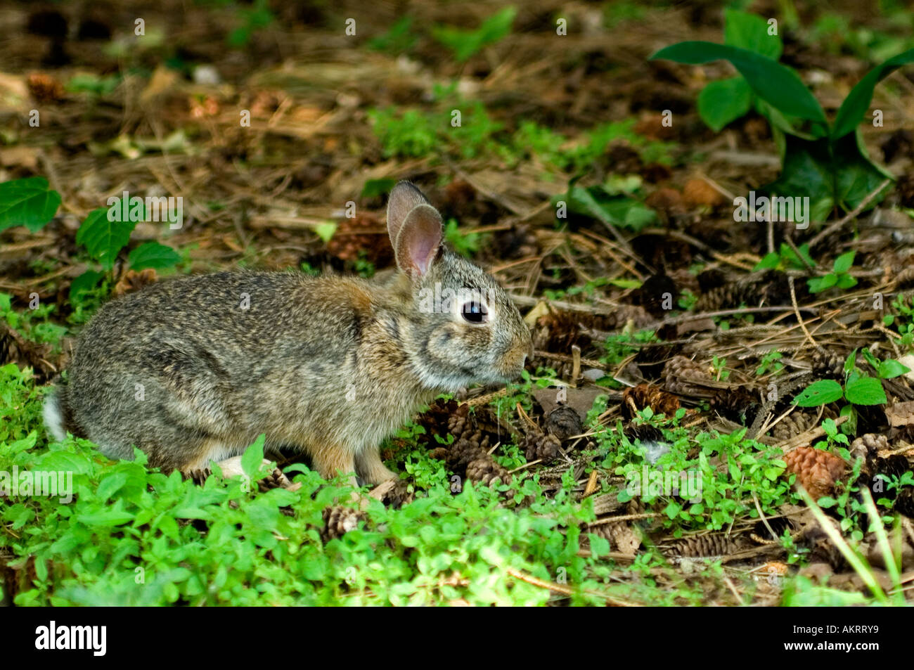 Sylvilagus floridanus garden hi-res stock photography and images - Alamy