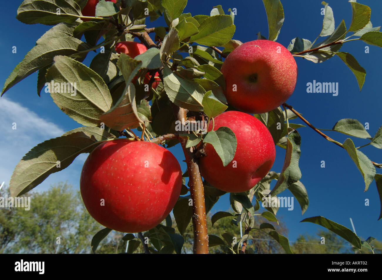 Gala apples on a tree Stock Photo - Alamy