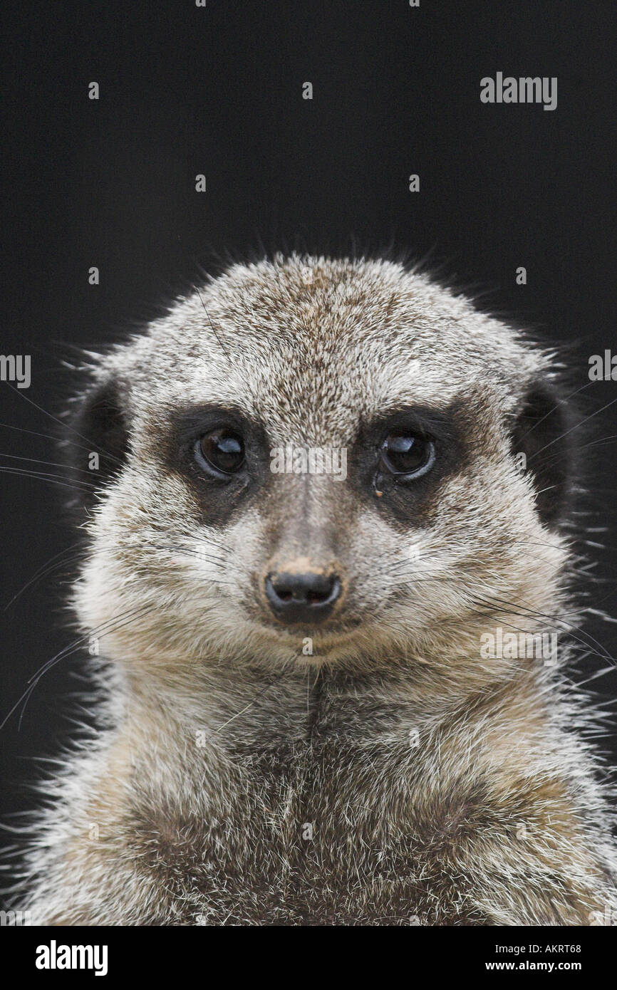 Meerkat claws close hi-res stock photography and images - Alamy