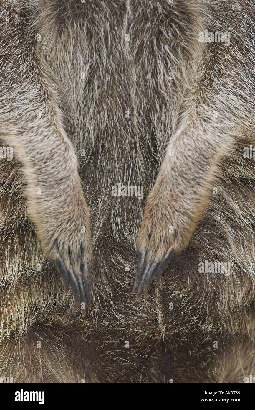 Portraits of meerkats hi-res stock photography and images - Alamy