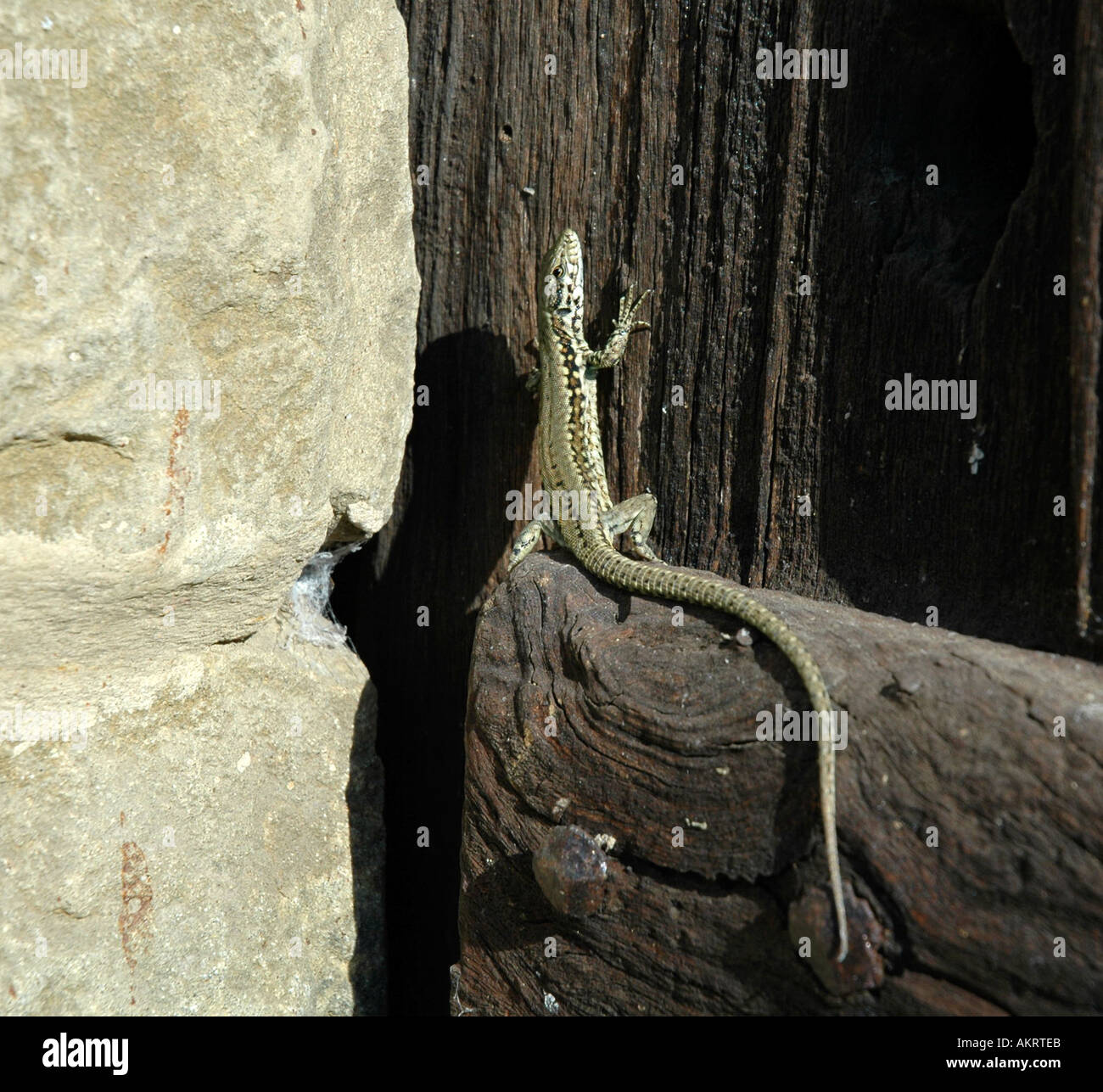 Lizard sun bathing in the morning hi-res stock photography and images ...