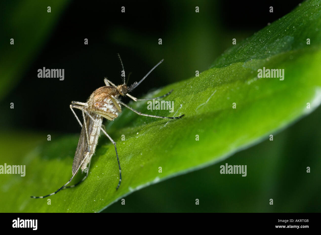 Mosquito alert hi-res stock photography and images - Alamy