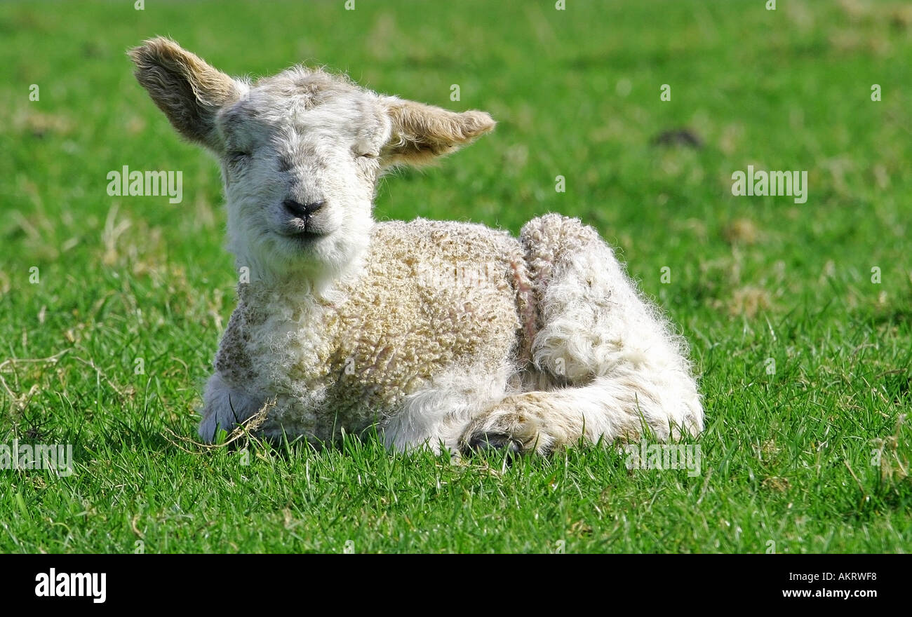 Lamb sitting hi-res stock photography and images - Alamy